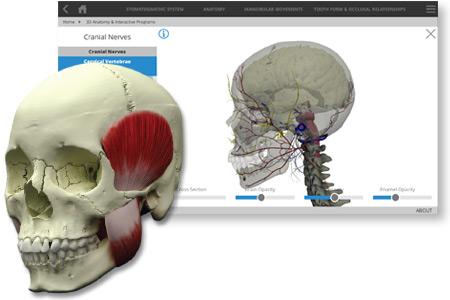 eHuman | Digital Anatomy
